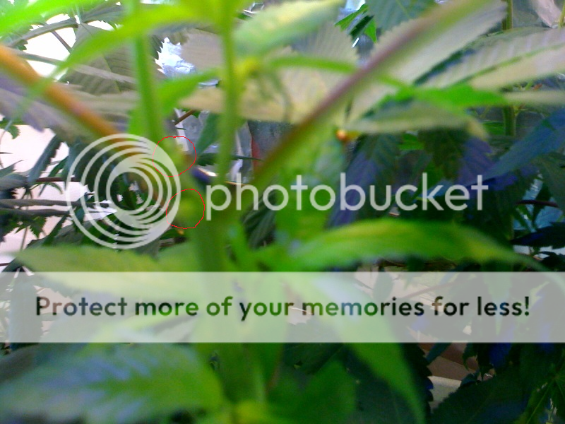 Nervous about a plant being a hermi or a male! PLEASE HELP! *pics ...