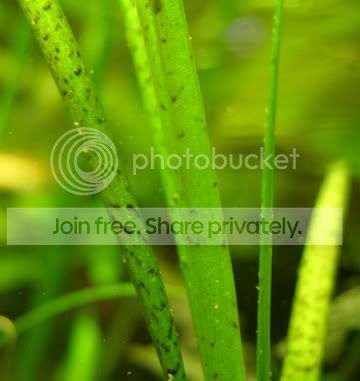 red root floater, tiger val, narrow leaf java fern FS | Aquatic Plant Forum
