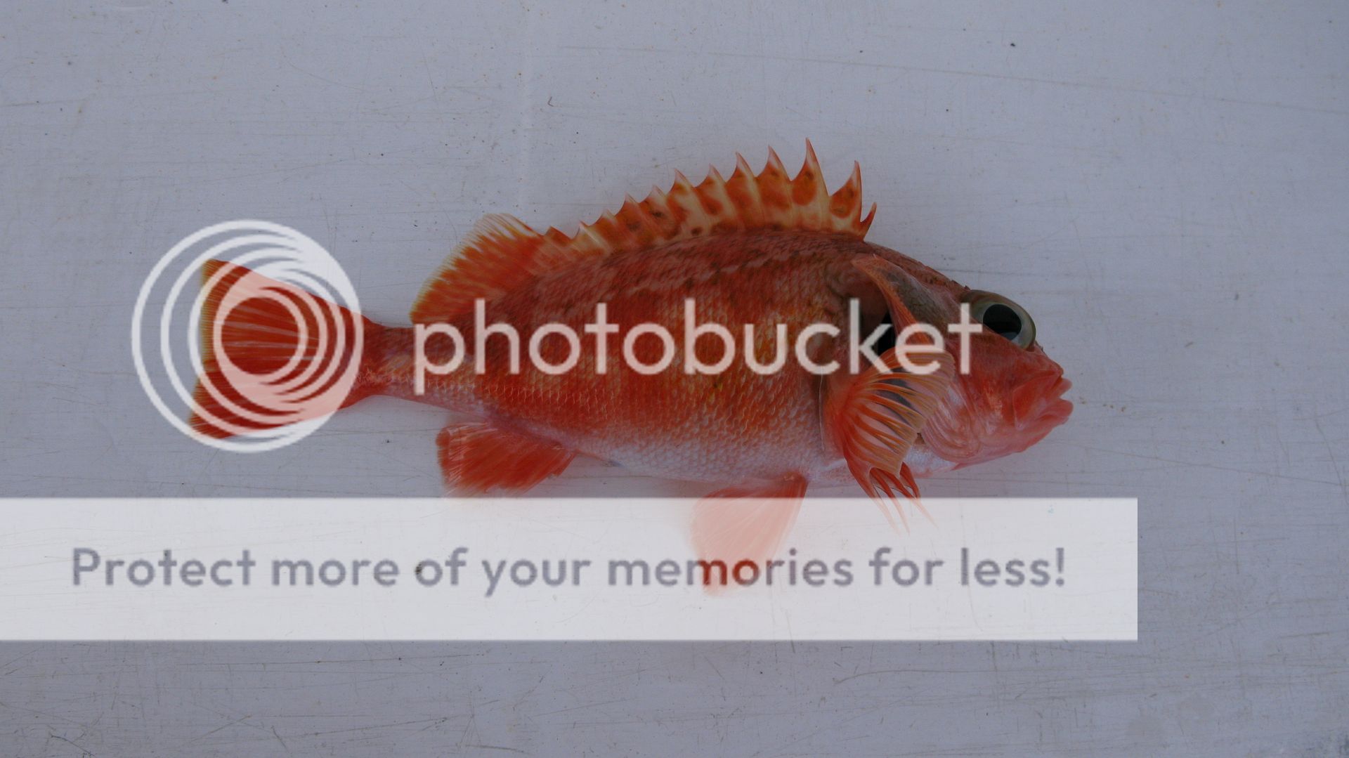 Deep Drop Jigging for Tile/Wreck fish | 2 Cool Fishing Forum