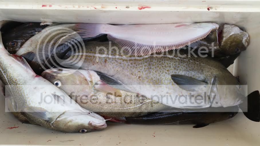 Excellent cod jigging in Coxes Ledge | NorEast Fishing Forum