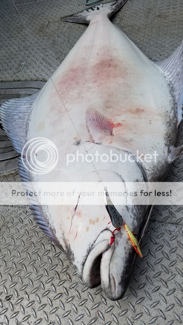 Slow Pitch jigging rods for halibut/ling cod | Bloodydecks