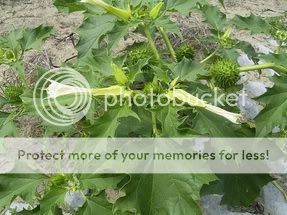 Bloggang.com : : Bernadette : Catholic Encyclopedia :Plants in the Bible