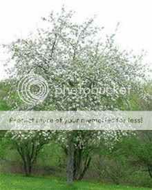 Bloggang.com : : Bernadette : Catholic Encyclopedia :Plants in the Bible