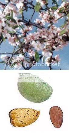 Bloggang.com : : Bernadette : Catholic Encyclopedia :Plants in the Bible