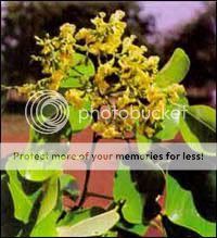 Bloggang.com : : Bernadette : Catholic Encyclopedia :Plants in the Bible