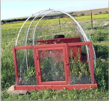 Pics of my quail and quail tractor | BackYard Chickens - Learn How to ...