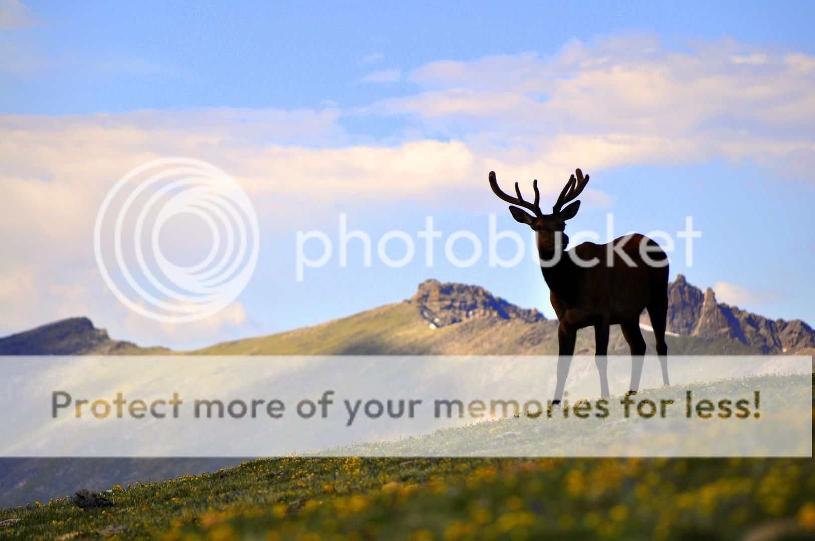 One of my favorite pictures ruined by bad composition! Help? | The ...