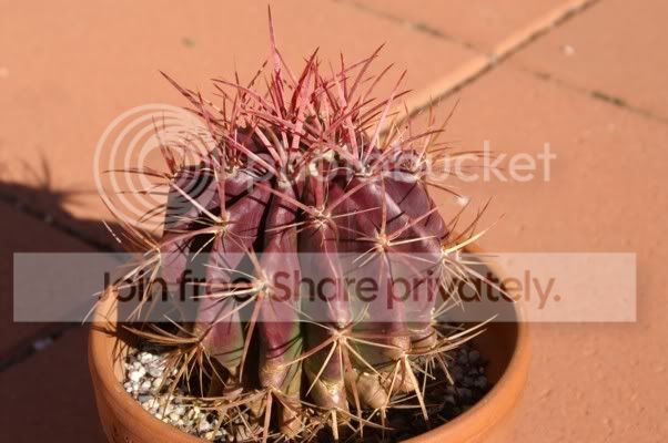 Shrinking cactus - possibly Ferocactus - CactiGuide.com