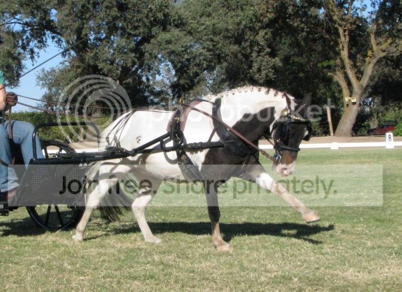 Vettec hoof protection -- Super Fast and Sole Guard | Miniature Horse ...