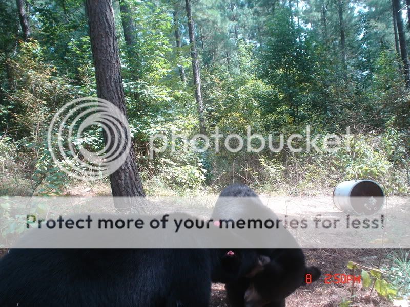 Bear with ear tags | Arkansas Hunting