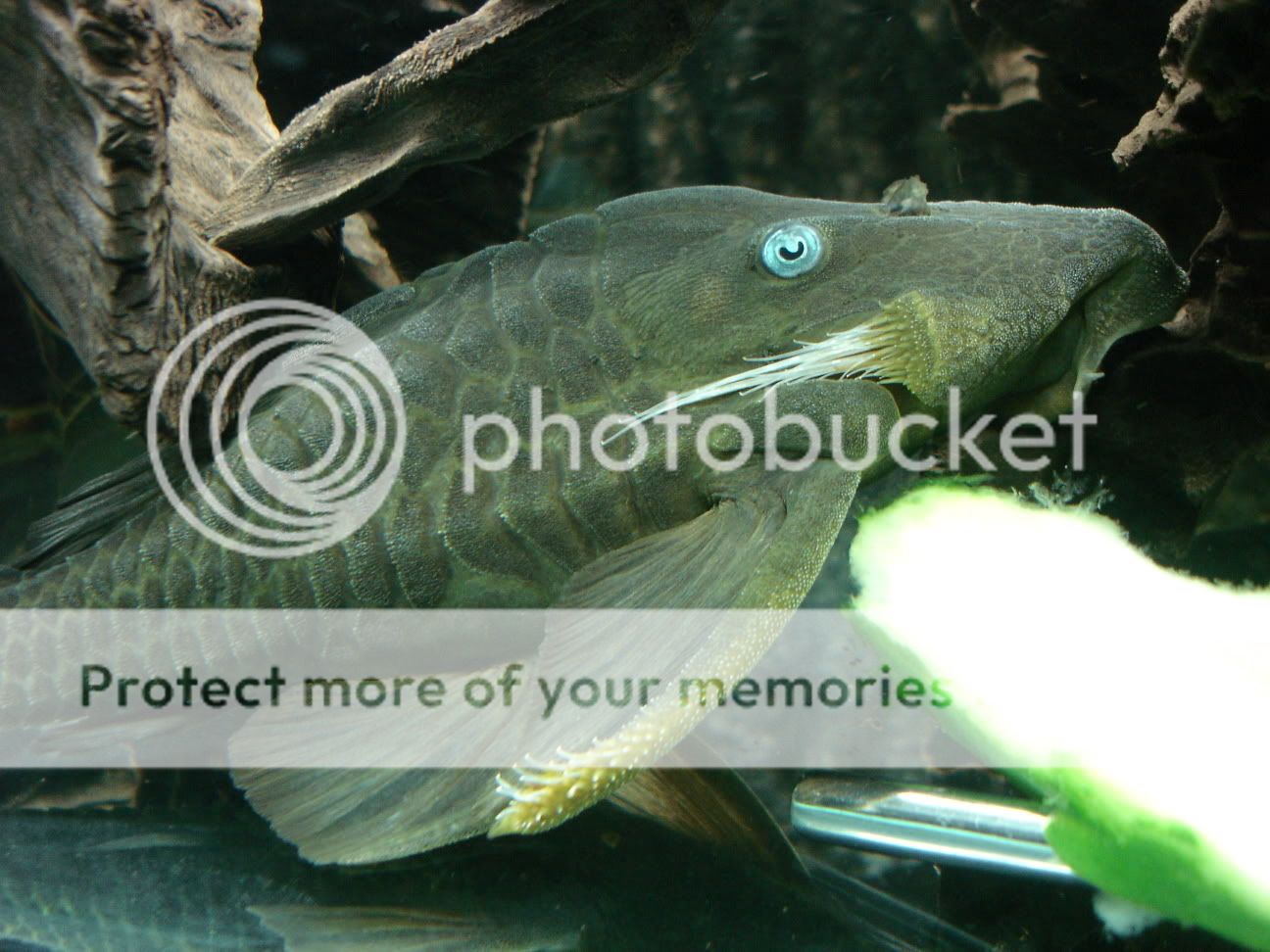Blue Eyed Panaque | MonsterFishKeepers.com