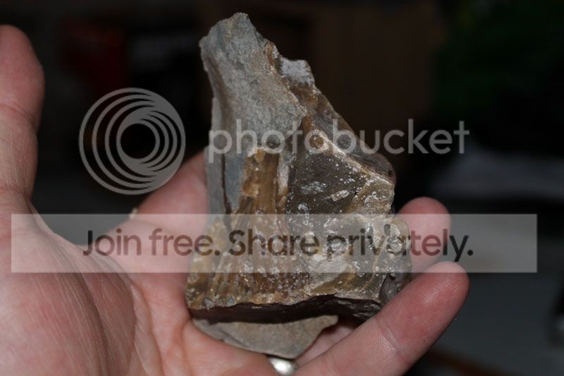 Is This Effect Calcification? - Questions & Answers - The Fossil Forum