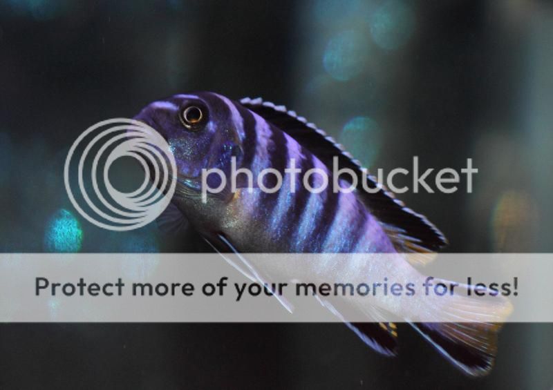 Psuedotropheus elongatus 'mpanga'? | Cichlid Fish Forum