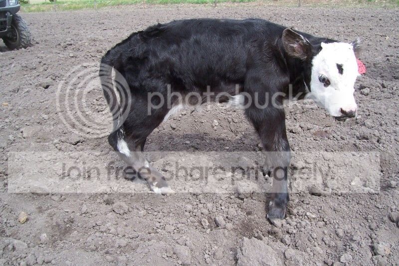 Help!! Calf with cricked legs | Ranchers.net