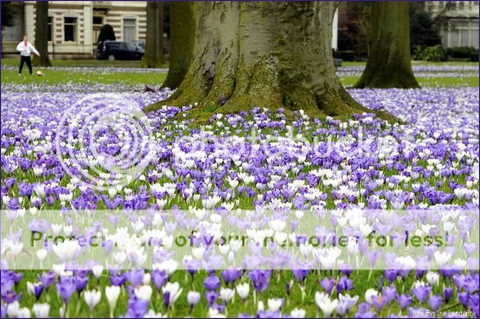 knielen tussen de crocussen | Eveline Lenderink