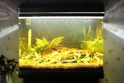 Retrofit of an Aqua One 620 with LEDs | The Planted Tank Forum
