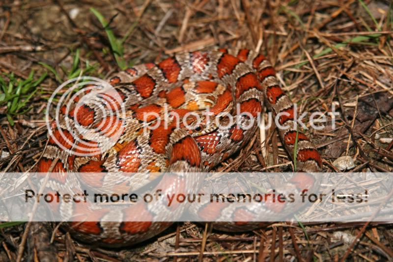Locality corn snake photos please - Field Herp Forum