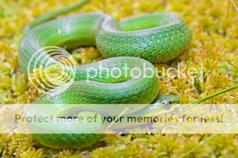 prettiest snake - Page 1 - Field Herp Forum