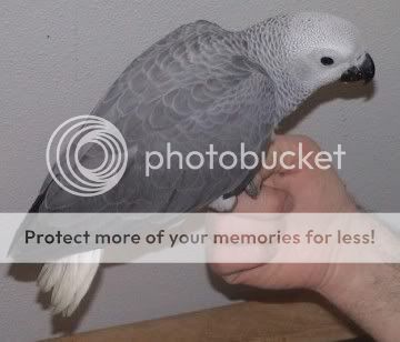 Blue parrot? | Avian Avenue Parrot Forum