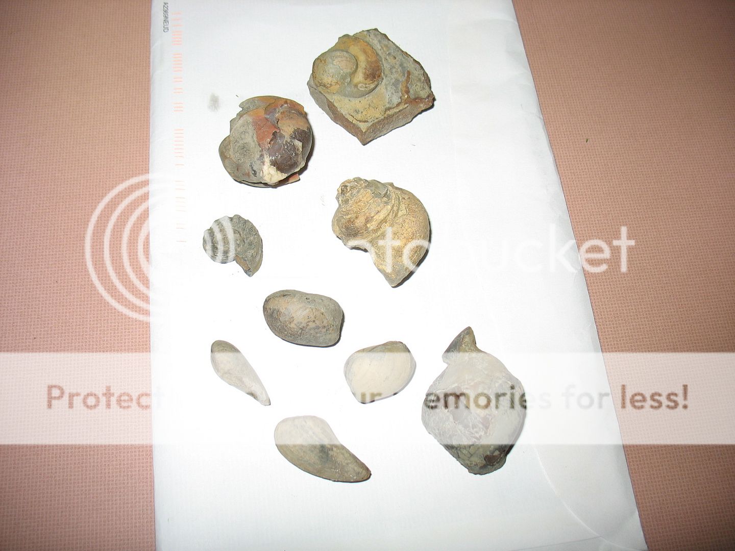 A Trip To An Old Site - Fossil Hunting Trips - The Fossil Forum