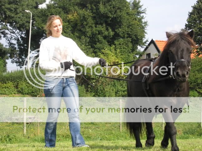 shetlander @ work.. tips gevraagd!! • Bokt.nl