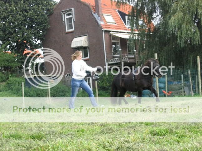 shetlander @ work.. tips gevraagd!! • Bokt.nl