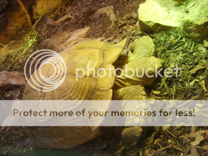 London Zoo Reptile House Photos... | Reptile Forums