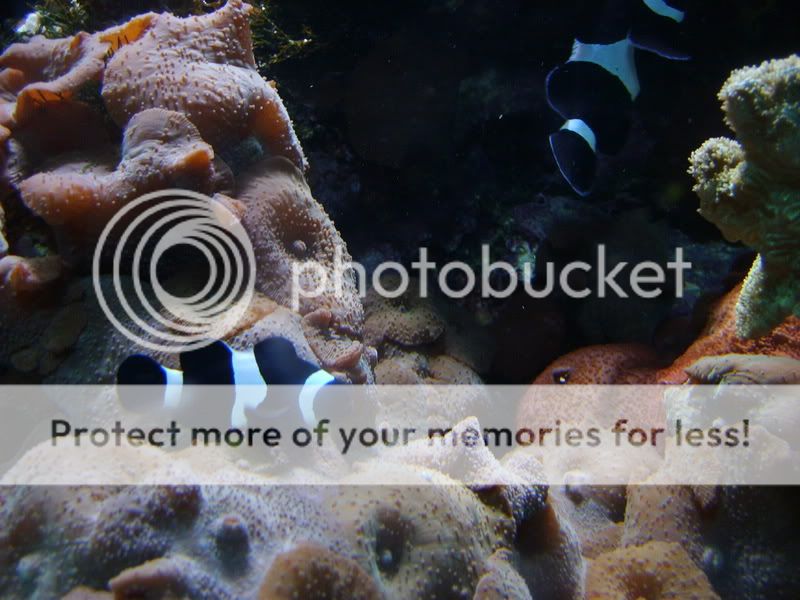 London Zoo Reptile House Photos... | Reptile Forums