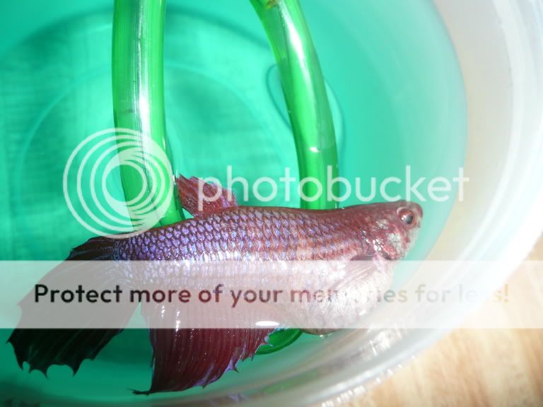 Picture of my sick Betta- please look | Betta Fish Forum
