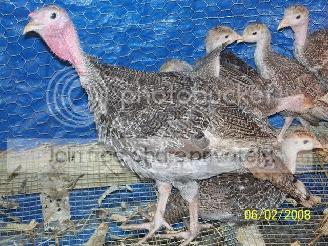 Turkey cross colors | BackYard Chickens - Learn How to Raise Chickens