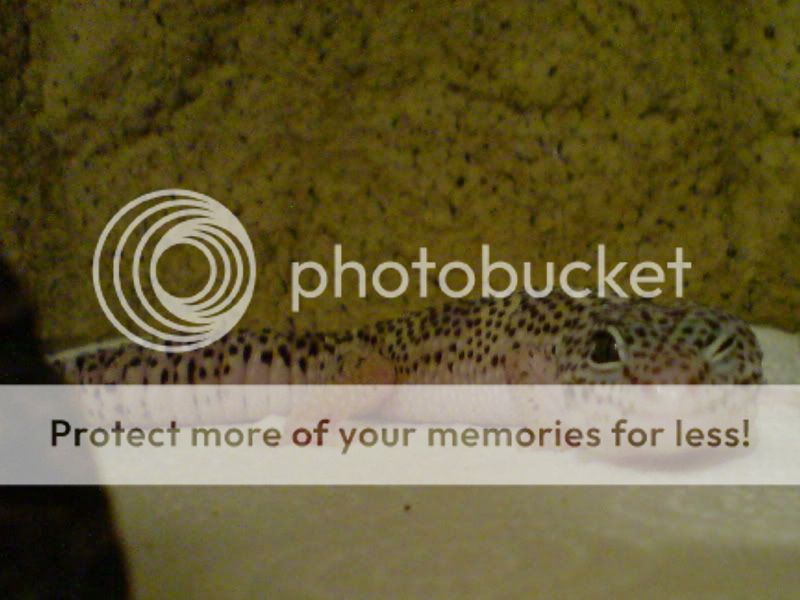 Winking Leopard Gecko | Reptile Forums