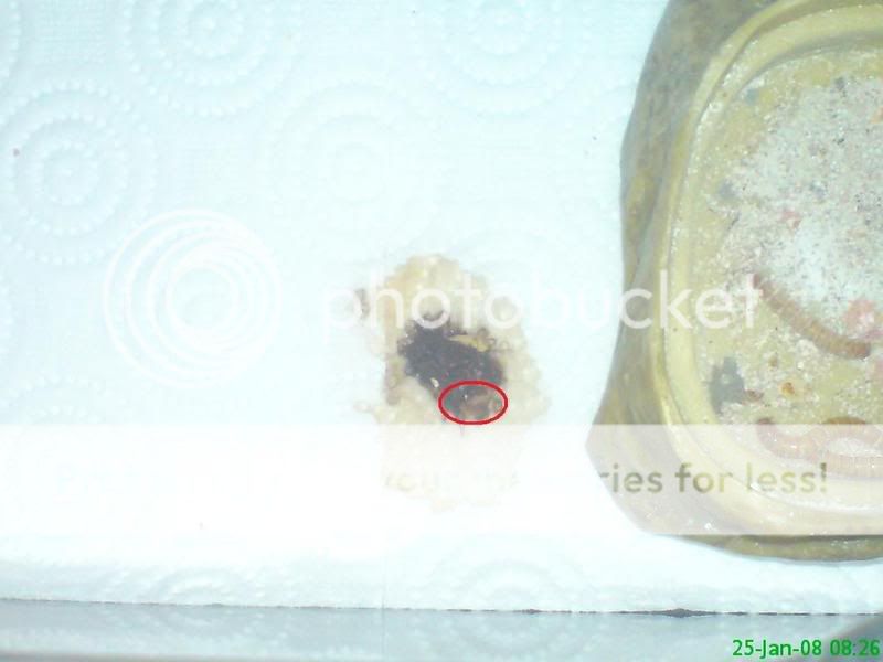 Worried. Leopard Gecko Poooo | Reptile Forums