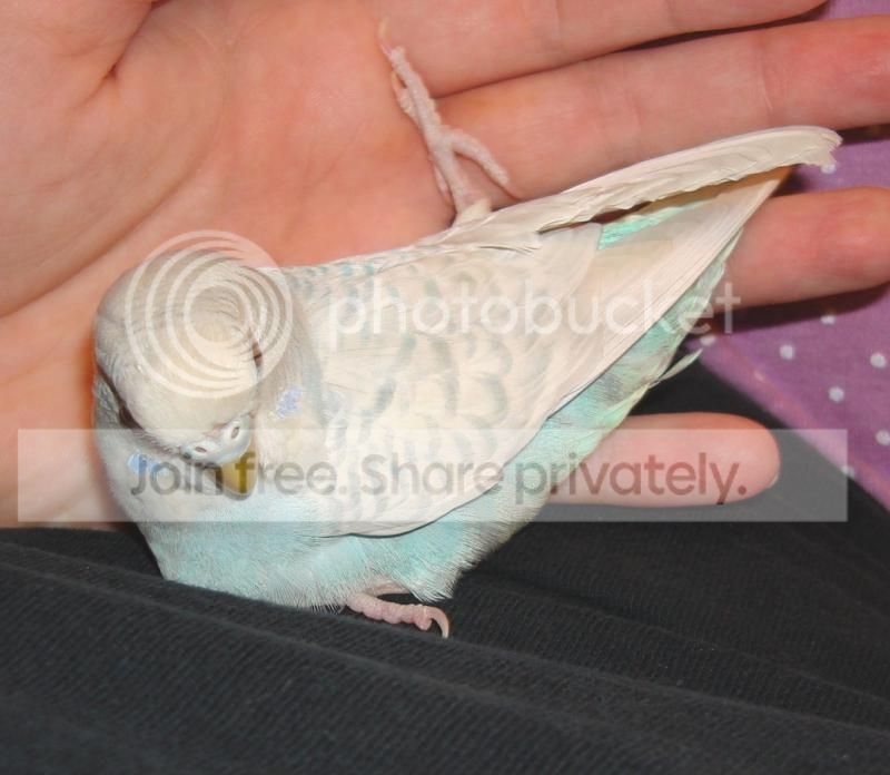 Caring for a disabled budgie | Avian Avenue Parrot Forum