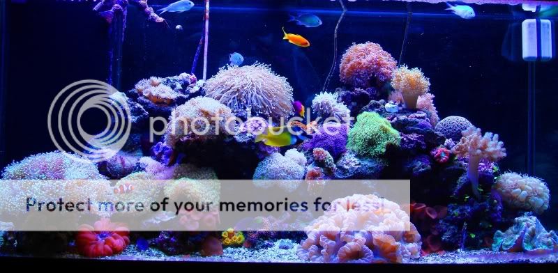 I would like to see a big bad a$$ LPS tank - Reef Central Online Community