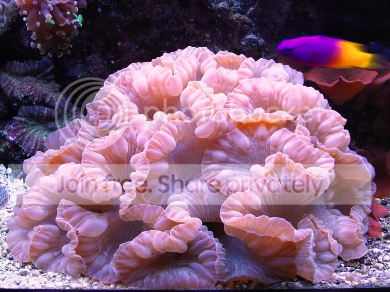 Fox Coral - Reef Central Online Community
