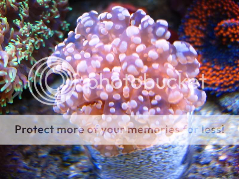 New orange Frogspawn - Reef Central Online Community