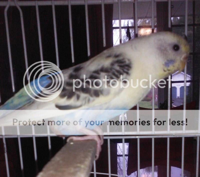 Oh crap. Now I've done it.... | Avian Avenue Parrot Forum