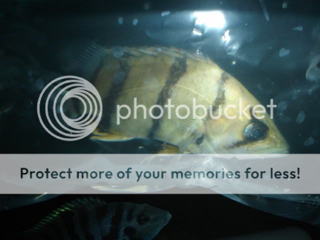 ATTN: Post Your Datnioides Pics Here! | Page 18 | MonsterFishKeepers.com