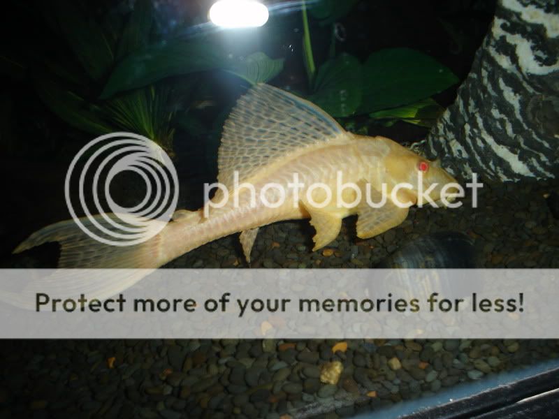 My pleco collection: L134, L47, L204, L177, and albino gibbiceps ...