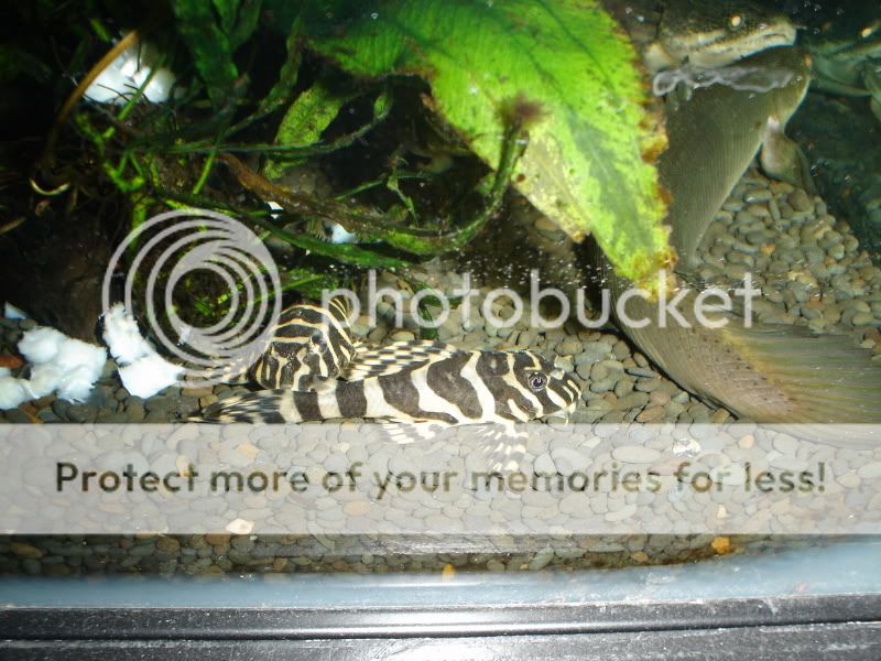 My pleco collection: L134, L47, L204, L177, and albino gibbiceps ...
