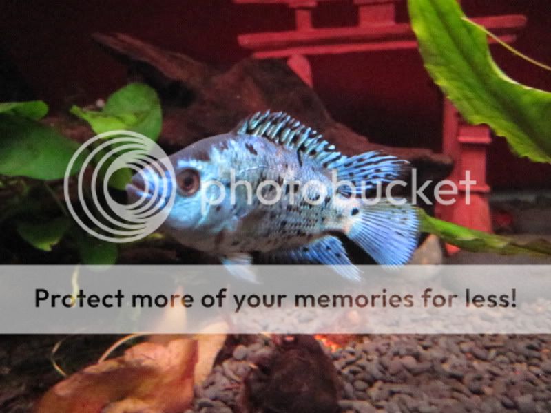 Gold Electric Blue Jack Dempsey | MonsterFishKeepers.com