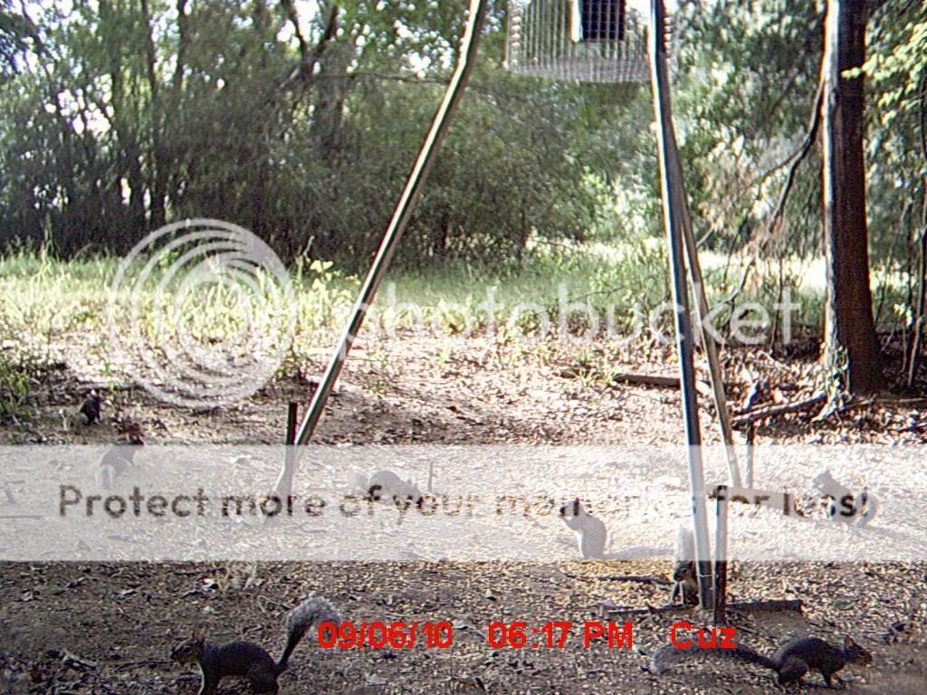 My "J.B. Varmint Guard" in action - TexasBowhunter.com Community ...