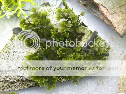 Mini Pellia Mystery | The Planted Tank Forum