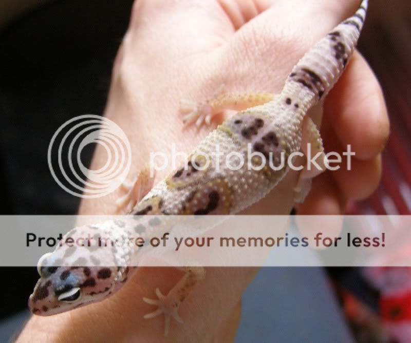 Hypo mack snow | Reptile Forums