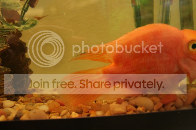Strange type of fin rot followed by Ich | Cichlid Fish Forum
