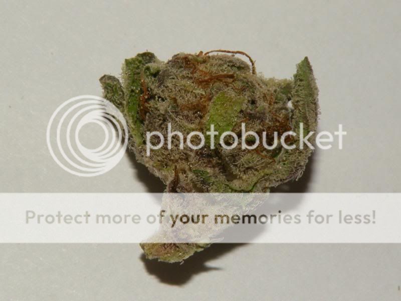 Spring Sativas and Impressive Indicas *HD PICS* | Grasscity Forums ...