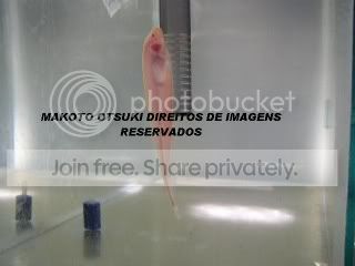 What Fish would you like to see an Albino, Leucistic or Platinum ...