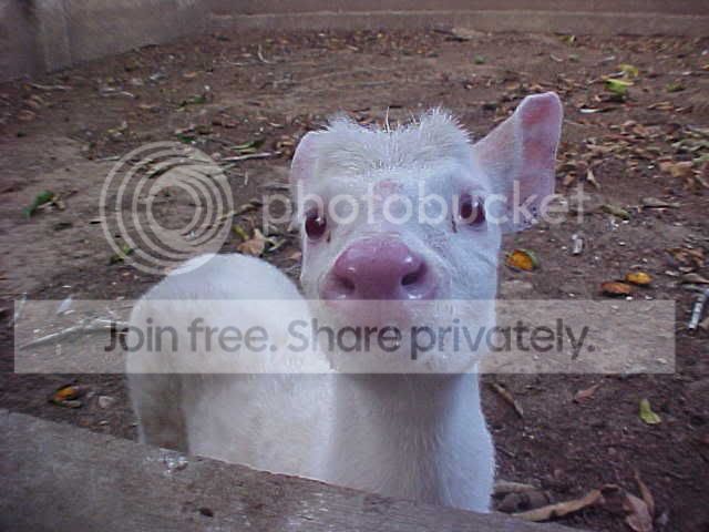 What Fish would you like to see an Albino, Leucistic or Platinum ...