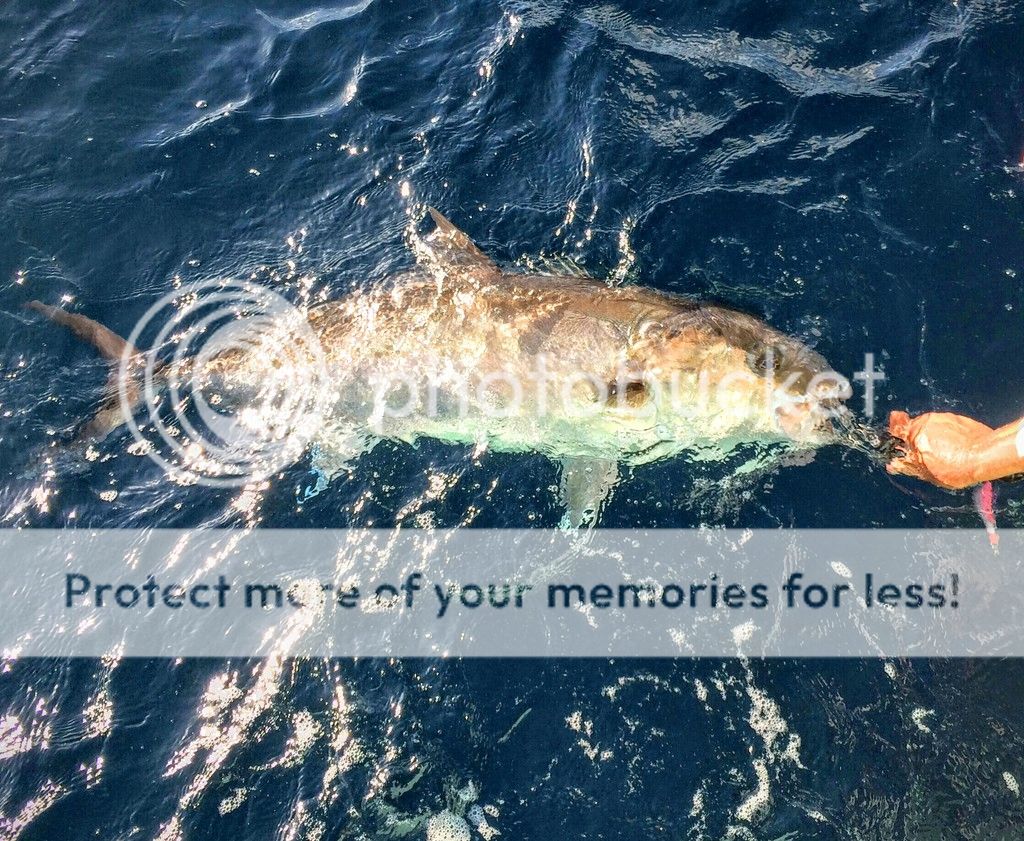 Reef Donkey | Washington Fly Fishing Forum