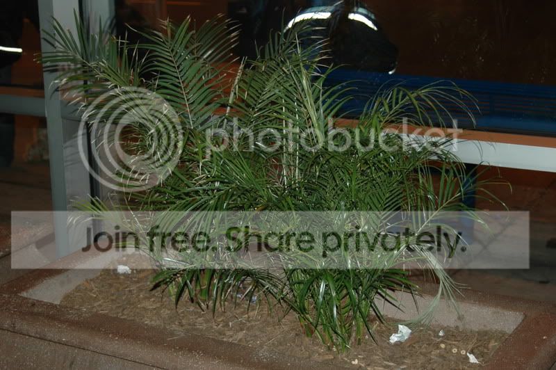 Palms growing in Philadelphia - DISCUSSING PALM TREES WORLDWIDE - PalmTalk